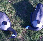 Visual Bird Deterents : Wildlife Control Supplies