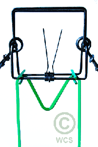 Belisle 220 Super X Body Grip Trap - SINGLE | Wildlife Control Supplies ...