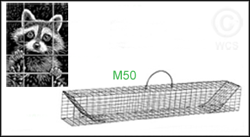 M50 - 5" x 5" Multiple Catch Rodent Trap with Two Trap Doors | Wildlife ...